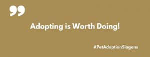 181+ Catchy Pet Adoption Slogans | ThebrandBoy