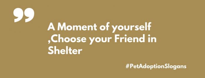 181+ Catchy Pet Adoption Slogans | ThebrandBoy