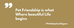 181+ Catchy Pet Adoption Slogans | ThebrandBoy