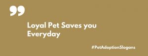 181+ Catchy Pet Adoption Slogans | ThebrandBoy