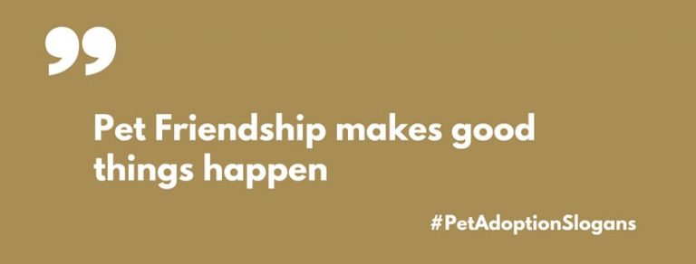 181+ Catchy Pet Adoption Slogans | ThebrandBoy