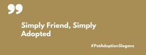 181+ Catchy Pet Adoption Slogans | ThebrandBoy