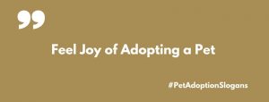 181+ Catchy Pet Adoption Slogans | ThebrandBoy