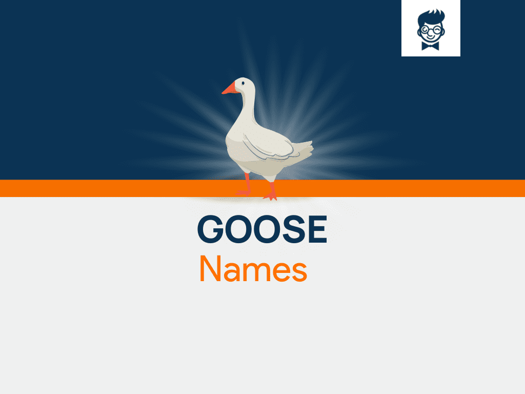 Goose Names 700 Catchy And Cool Names BrandBoy