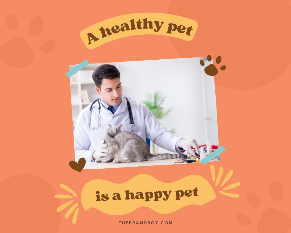 495+ Vet Slogans And Taglines (Generator + Guide) - BrandBoy