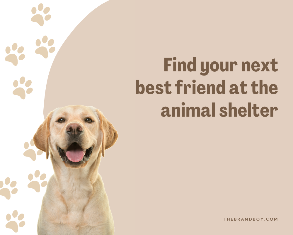 345+ Catchy Pet Adoption Slogans, Sayings, And Phrases