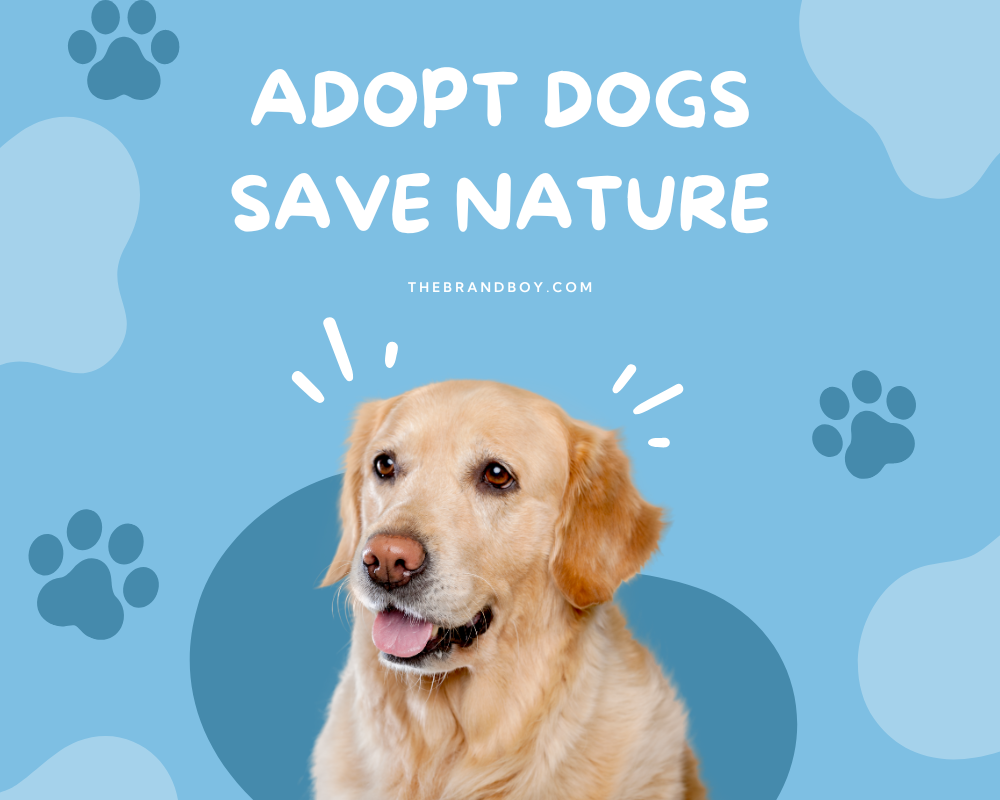 345+ Catchy Pet Adoption Slogans, Sayings, And Phrases