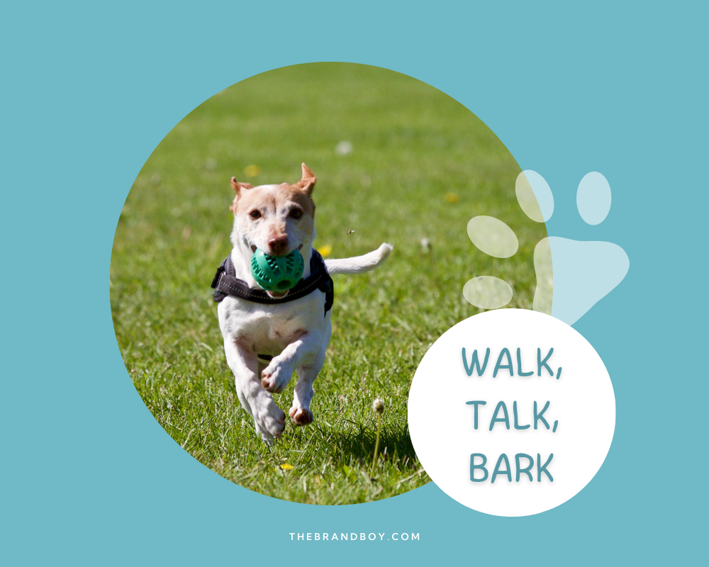 470 Catchy Dog Walking Slogans And Taglines generator Guide BrandBoy