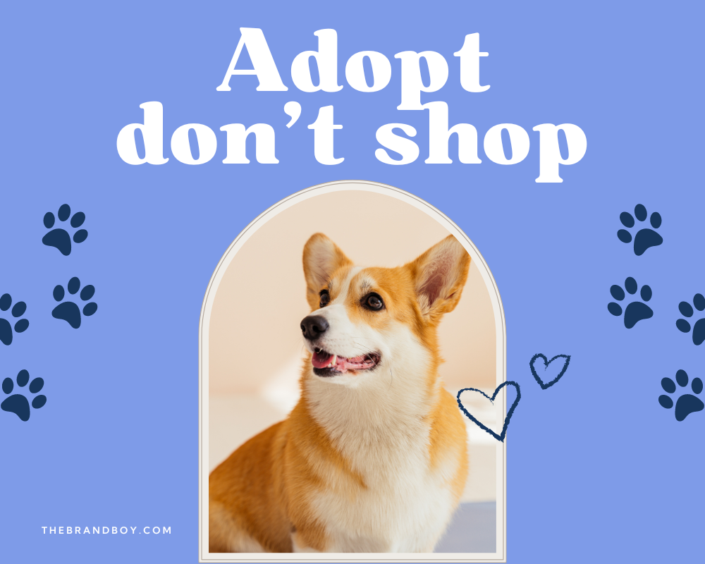 345+ Catchy Pet Adoption Slogans, Sayings, And Phrases