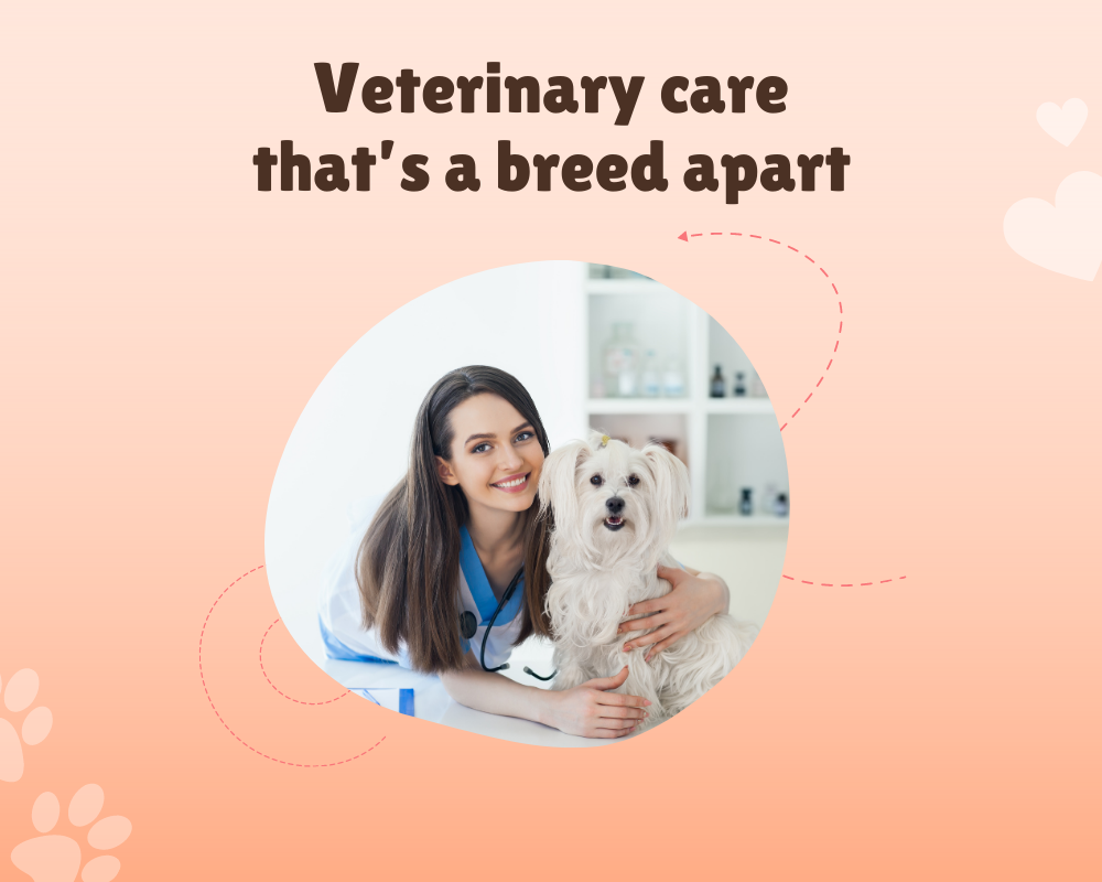 495+ Vet Slogans And Taglines (Generator + Guide) - BrandBoy