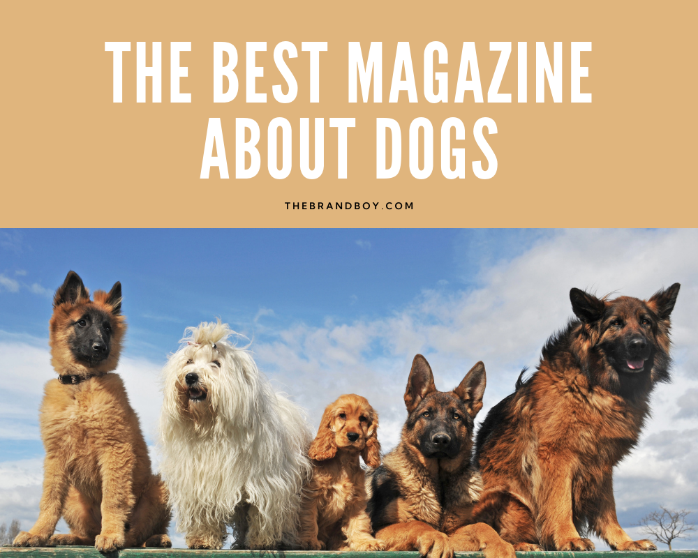 700+ Catchy Magazine Slogans and Taglines | TheBrandboy