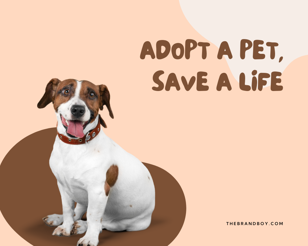 345+ Catchy Pet Adoption Slogans, Sayings, And Phrases