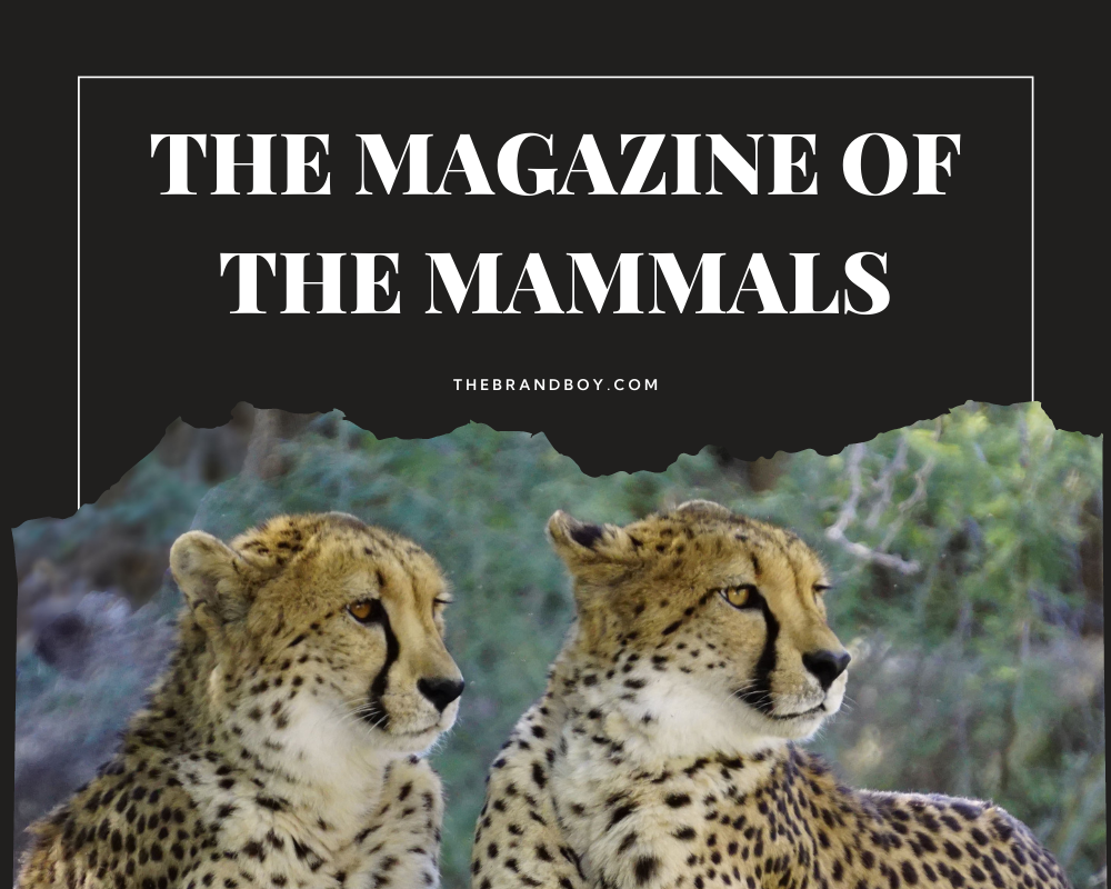 700+ Catchy Magazine Slogans and Taglines | TheBrandboy