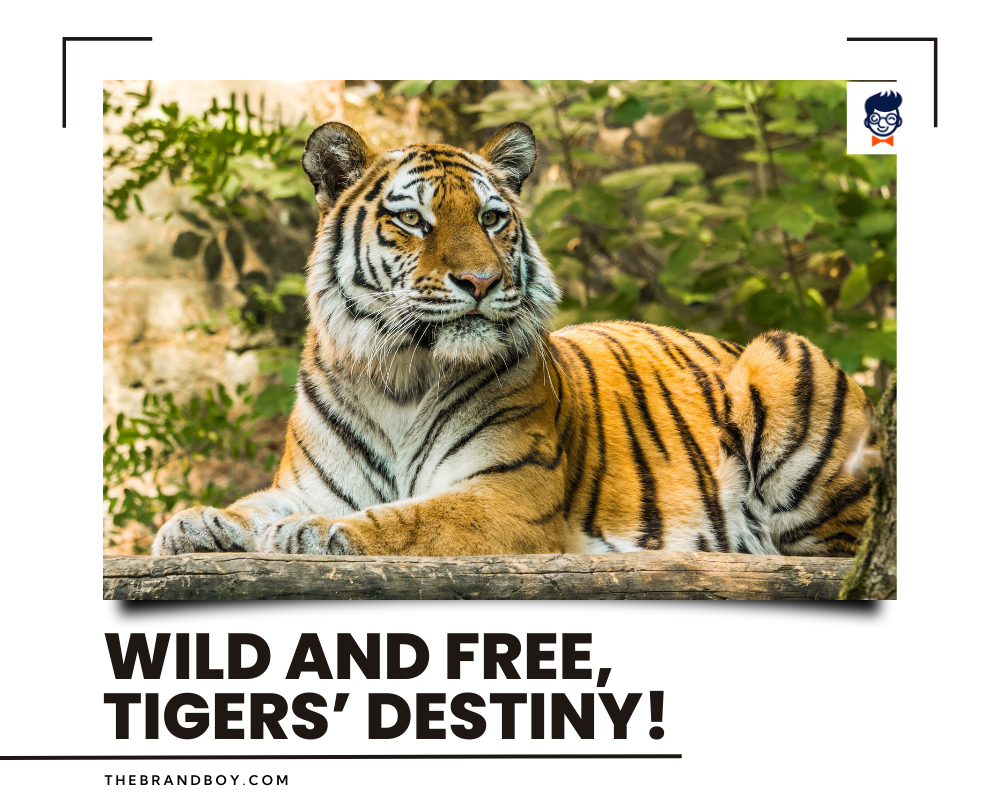 784+ Clever Save Tigers Slogans (Generator + Guide) - Thebrandboy.com
