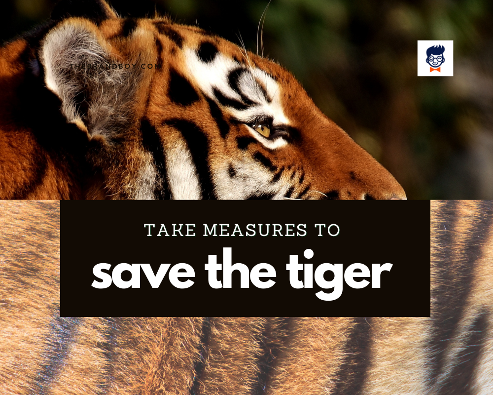 784+ Clever Save Tigers Slogans (Generator + Guide) - Thebrandboy.com