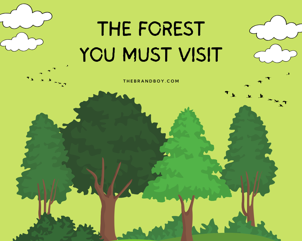 871+ Best Forest Slogans And Taglines (Generator + Guide) - Thebrandboy.com