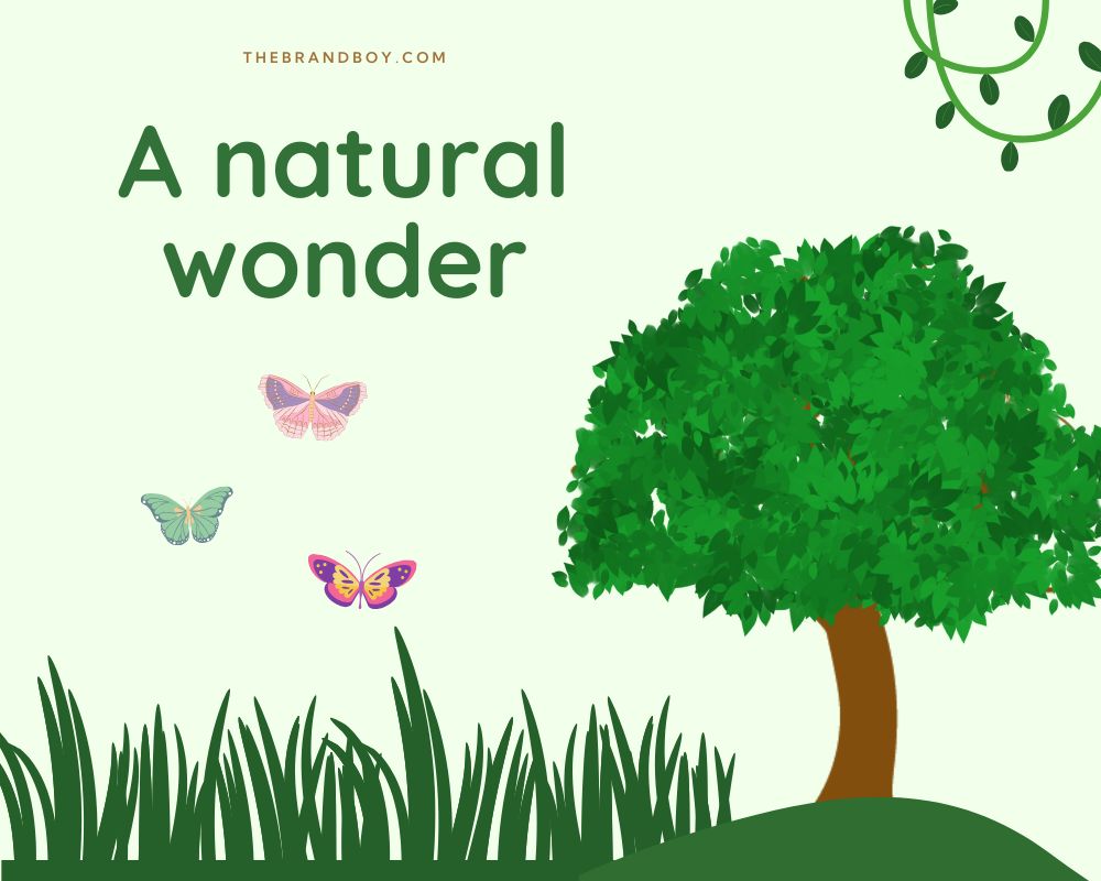 871+ Best Forest Slogans And Taglines (Generator + Guide) - Thebrandboy.com