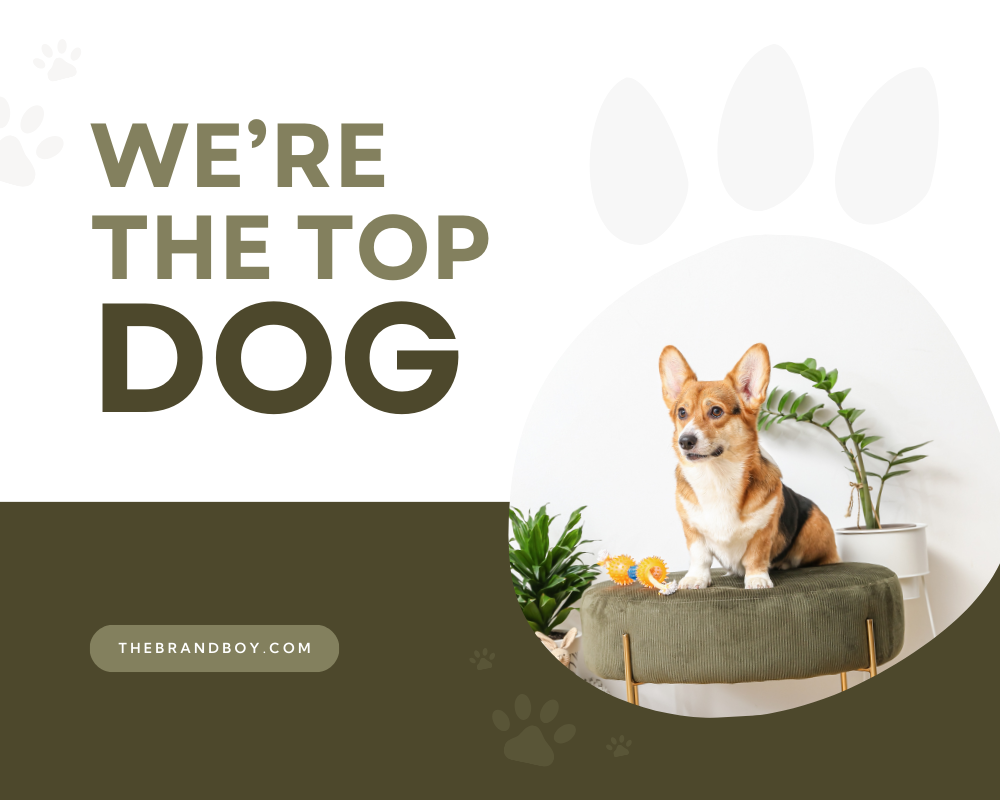 682 Catchy Pet Sitting Slogans And Taglines Generator Guide