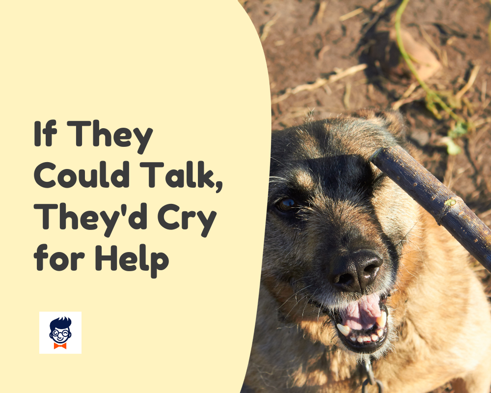 714+ Great Animal Abuse Slogans (generator + Guide) - Thebrandboy.com