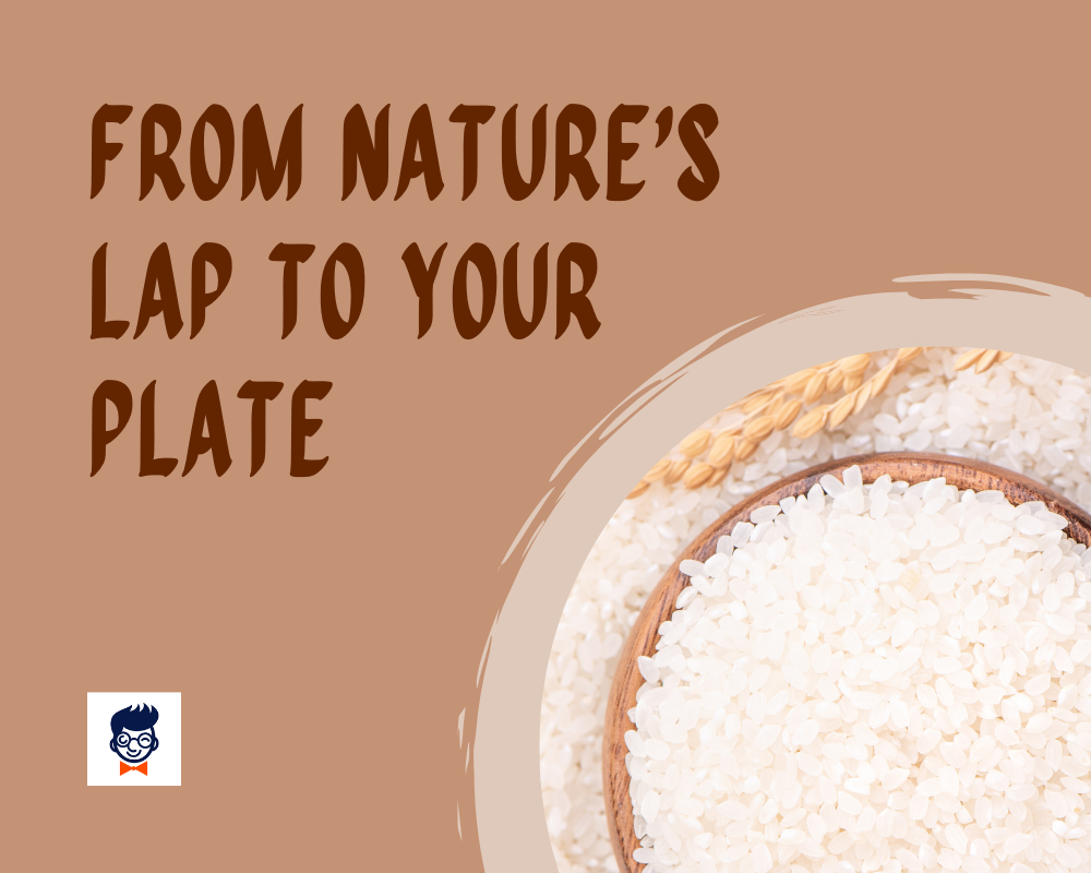 871+ Rice Slogans for Perfect Marketing - theBrandboy.com