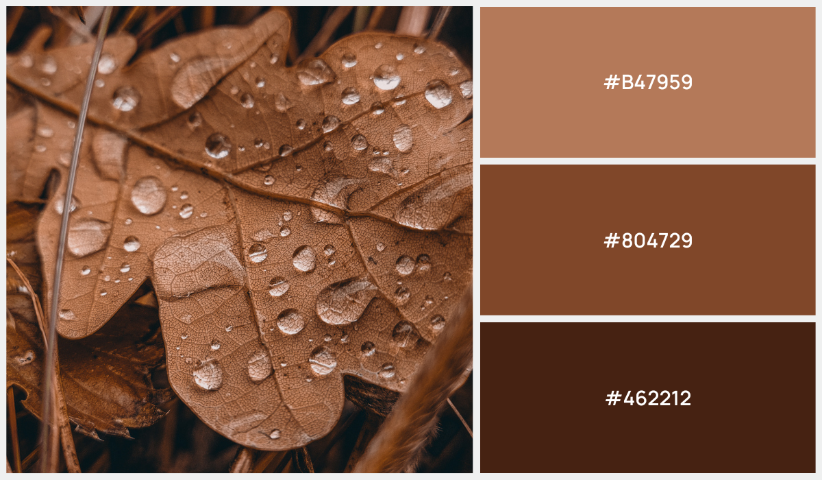 30+ Brown Color Palettes To Elevate Your Online Presence