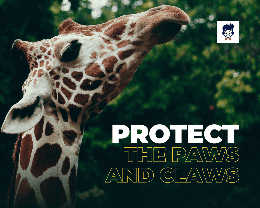781+ Animal Slogans to Protect Wildlife - BrandBoy