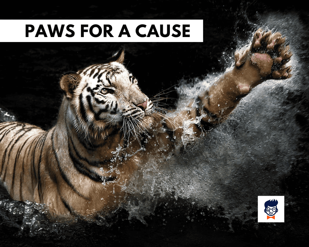 781+ Animal Slogans to Protect Wildlife - BrandBoy